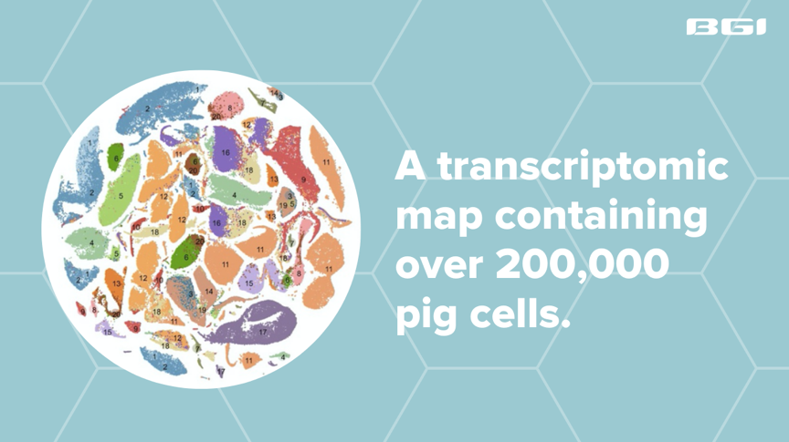"Cellcode" of life - Interview with a BGI Genomics researcher
