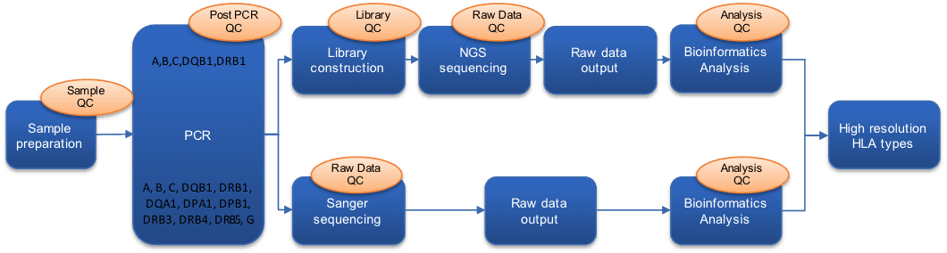 High-Res HLA Typing Service